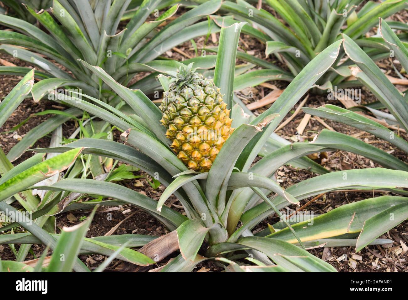 Growing ananas, pineapple plant close up Stock Photo - Alamy
