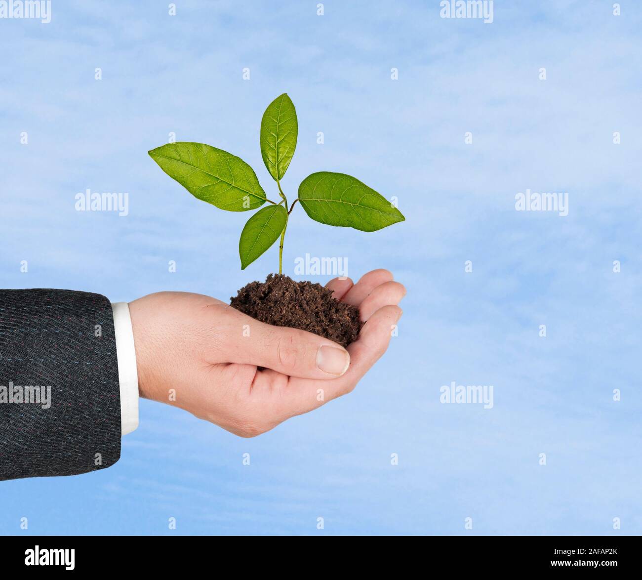 tree in hand Stock Photo - Alamy
