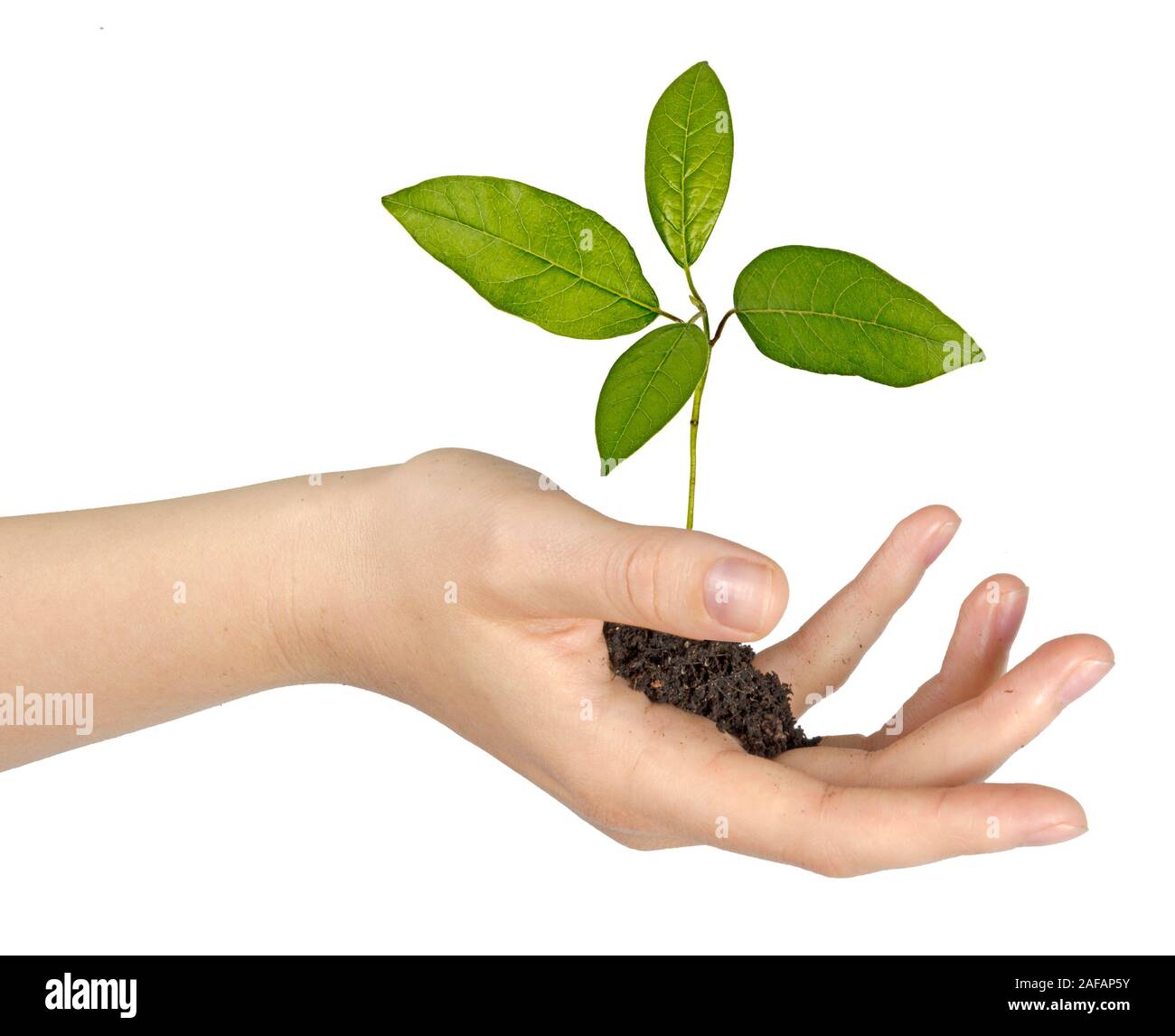 Girl planting sapling Cut Out Stock Images & Pictures - Alamy