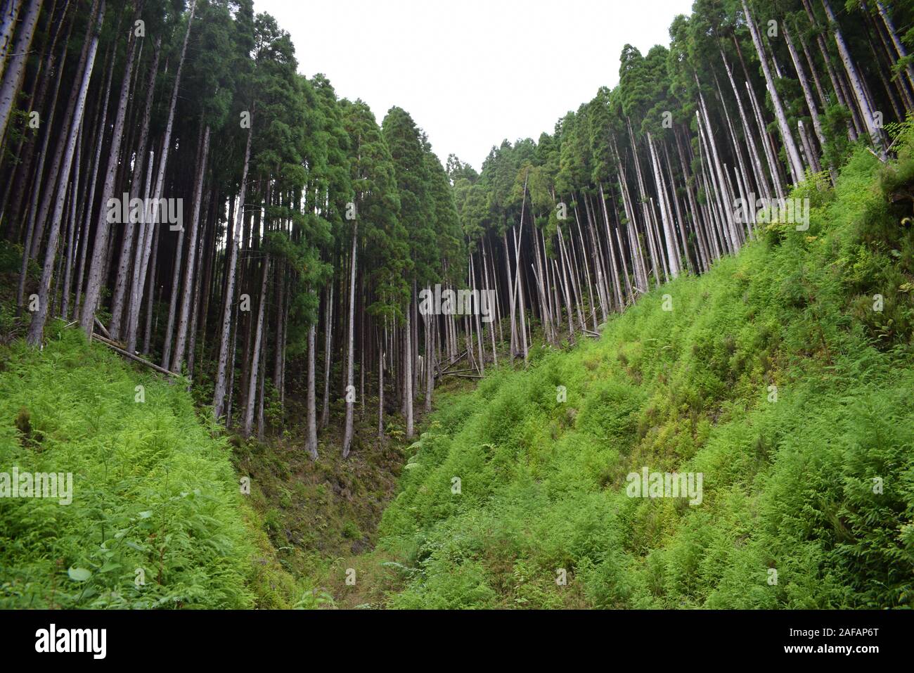 Pine woods in Portugal islands, Azores, forests Stock Photo - Alamy