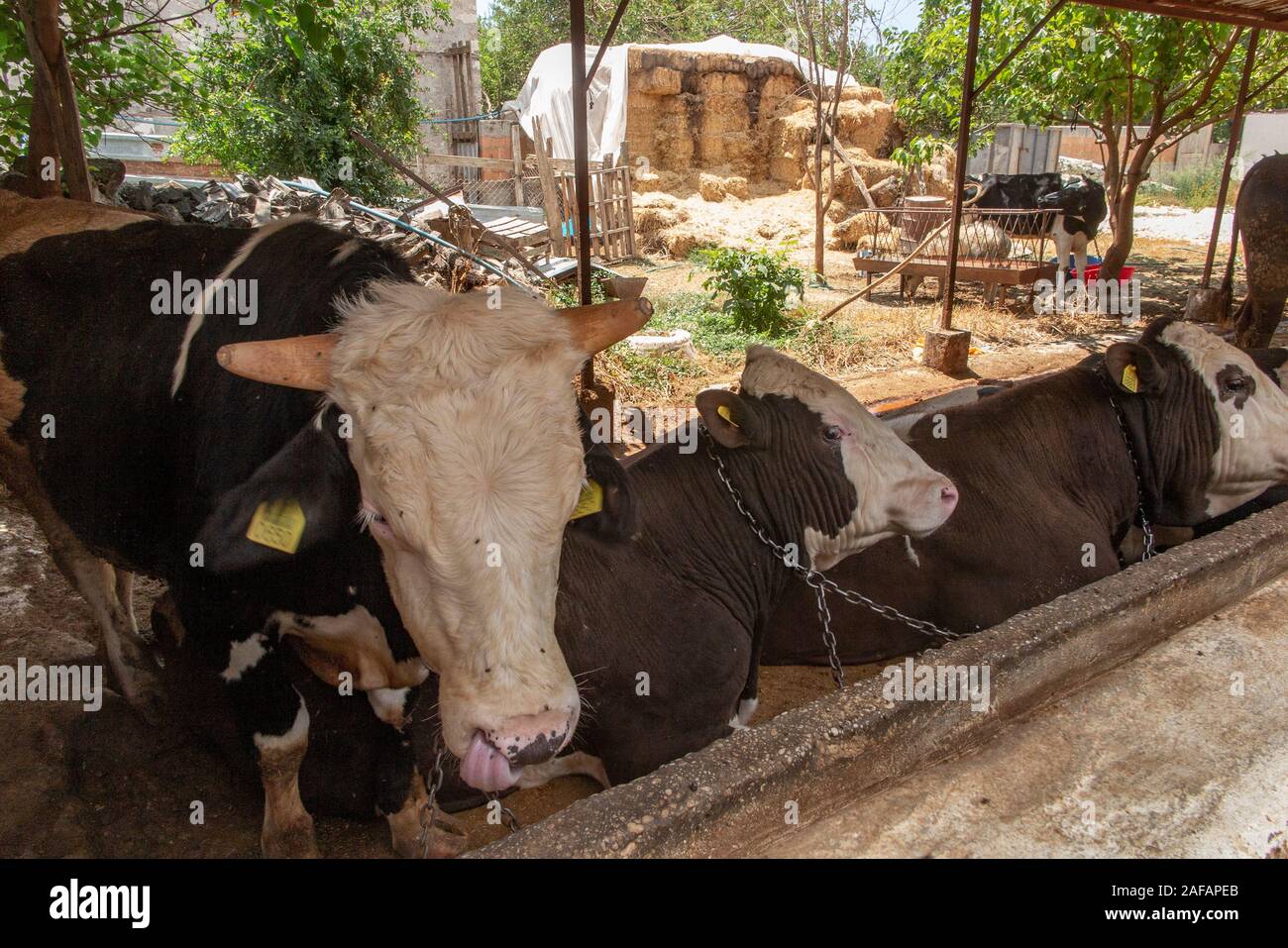Turkey cows hi-res stock photography and images - Alamy