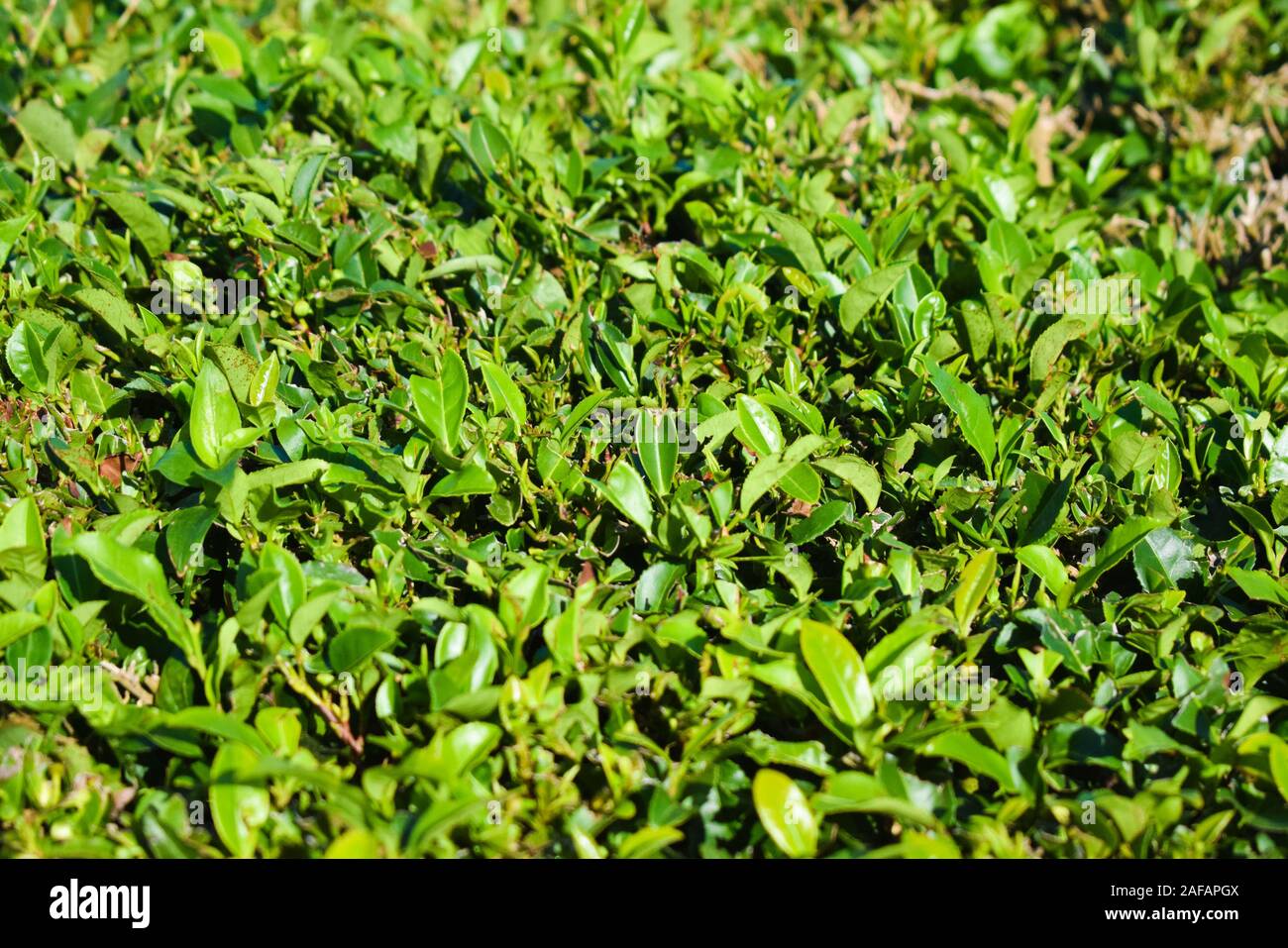 Tea leaves, tea plantation in Portugal, Azorean iselands Stock Photo ...