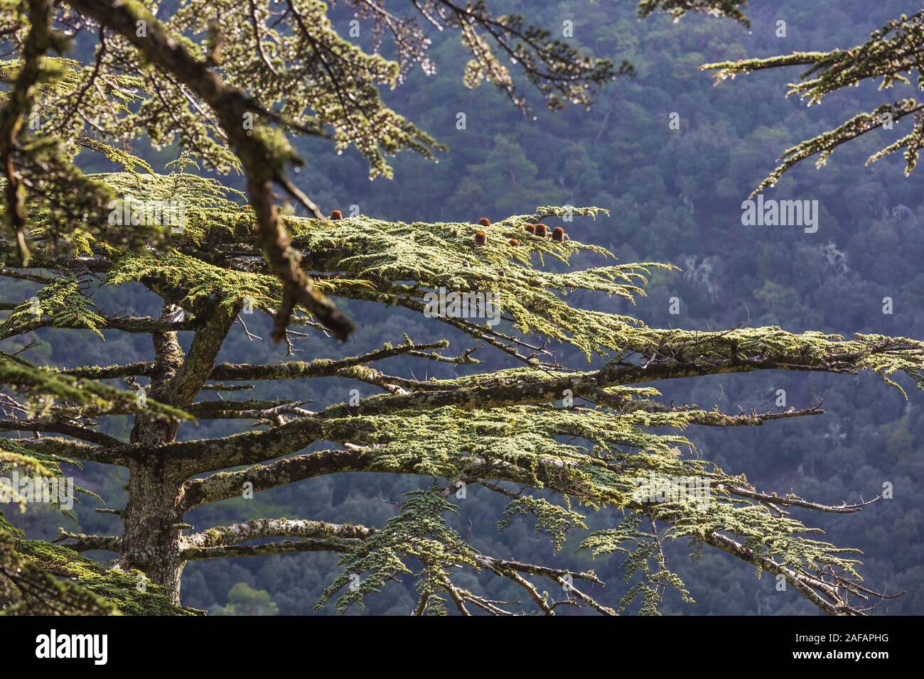 Green cedar trees in Cyprus mountains Stock Photo - Alamy