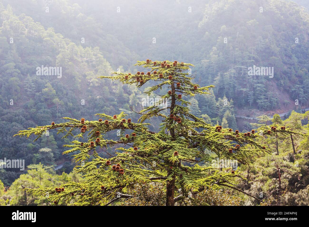 Green cedar trees in Cyprus mountains Stock Photo - Alamy