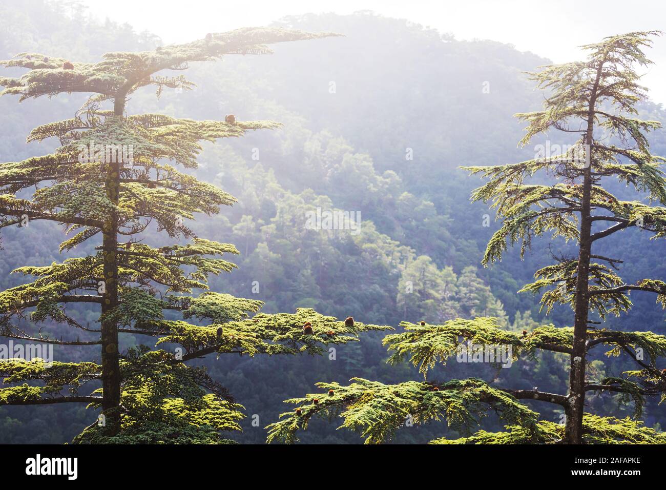 Cyprus summer travel troodos forest trees hi-res stock photography and ...