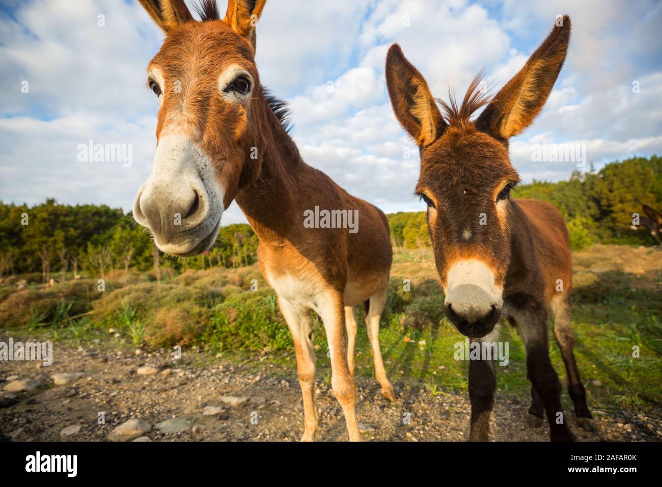 Karpaz peninsula donkey hi-res stock photography and images - Alamy