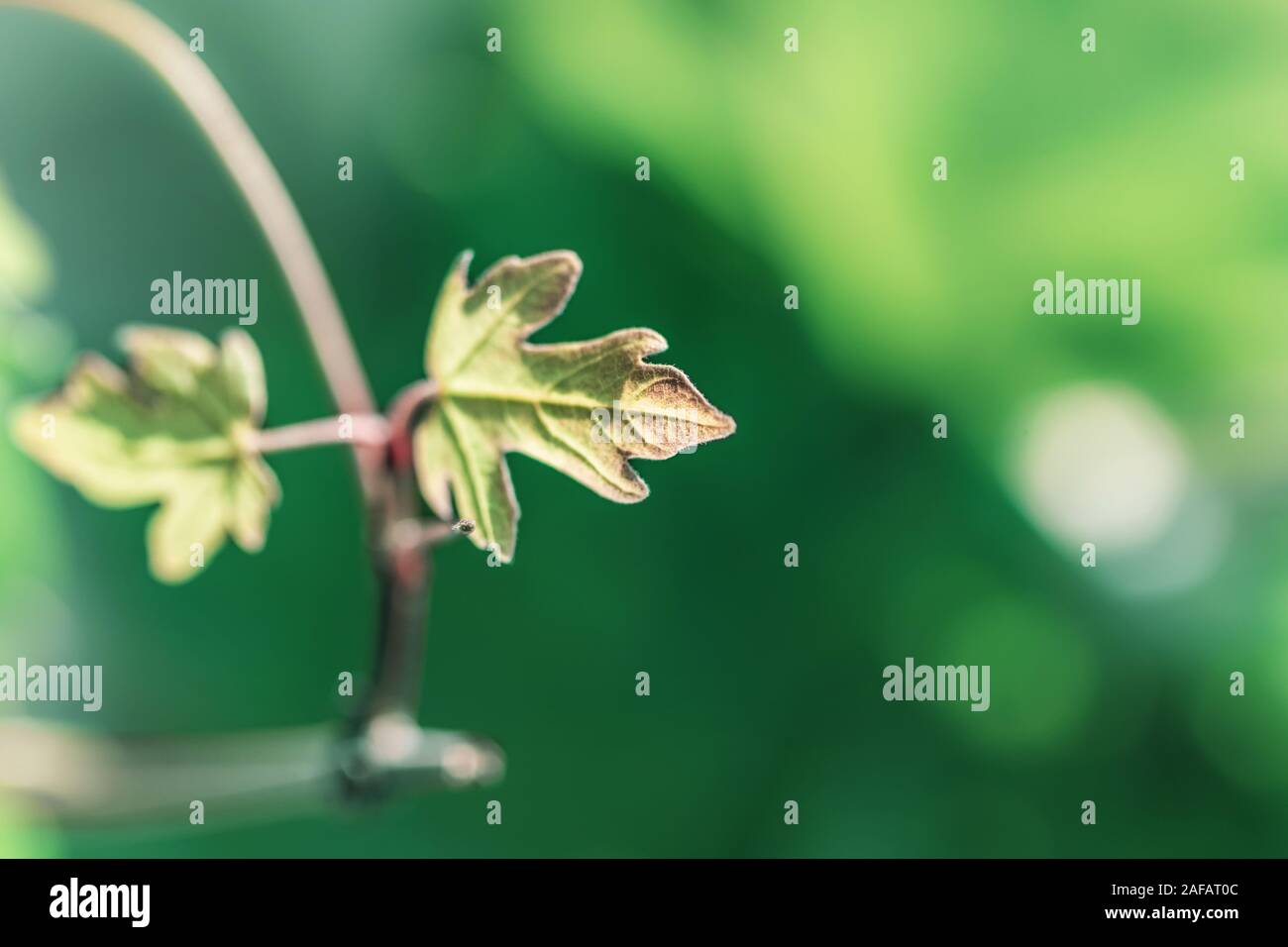 Sprouted leaves hi-res stock photography and images - Alamy