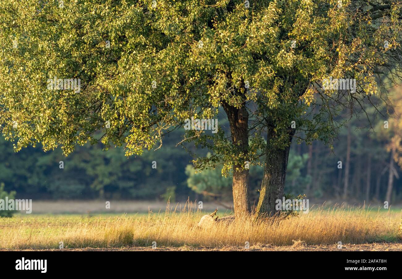 Tree in the sunset hi-res stock photography and images - Alamy