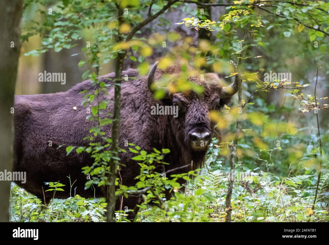 Free ranging european bison bull in autumnal forest, Bialowieza Forest ...
