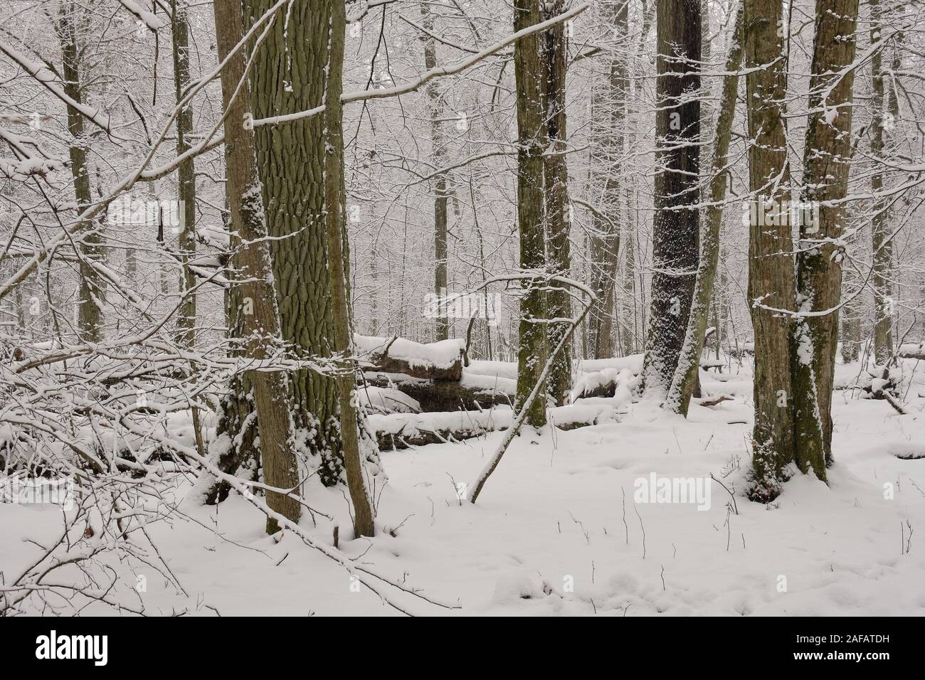 Wintertime landscape of snowy deciduous stand in snowfall, Bialowieza ...