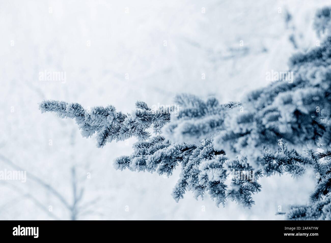 Frozen tree branches Stock Photo - Alamy