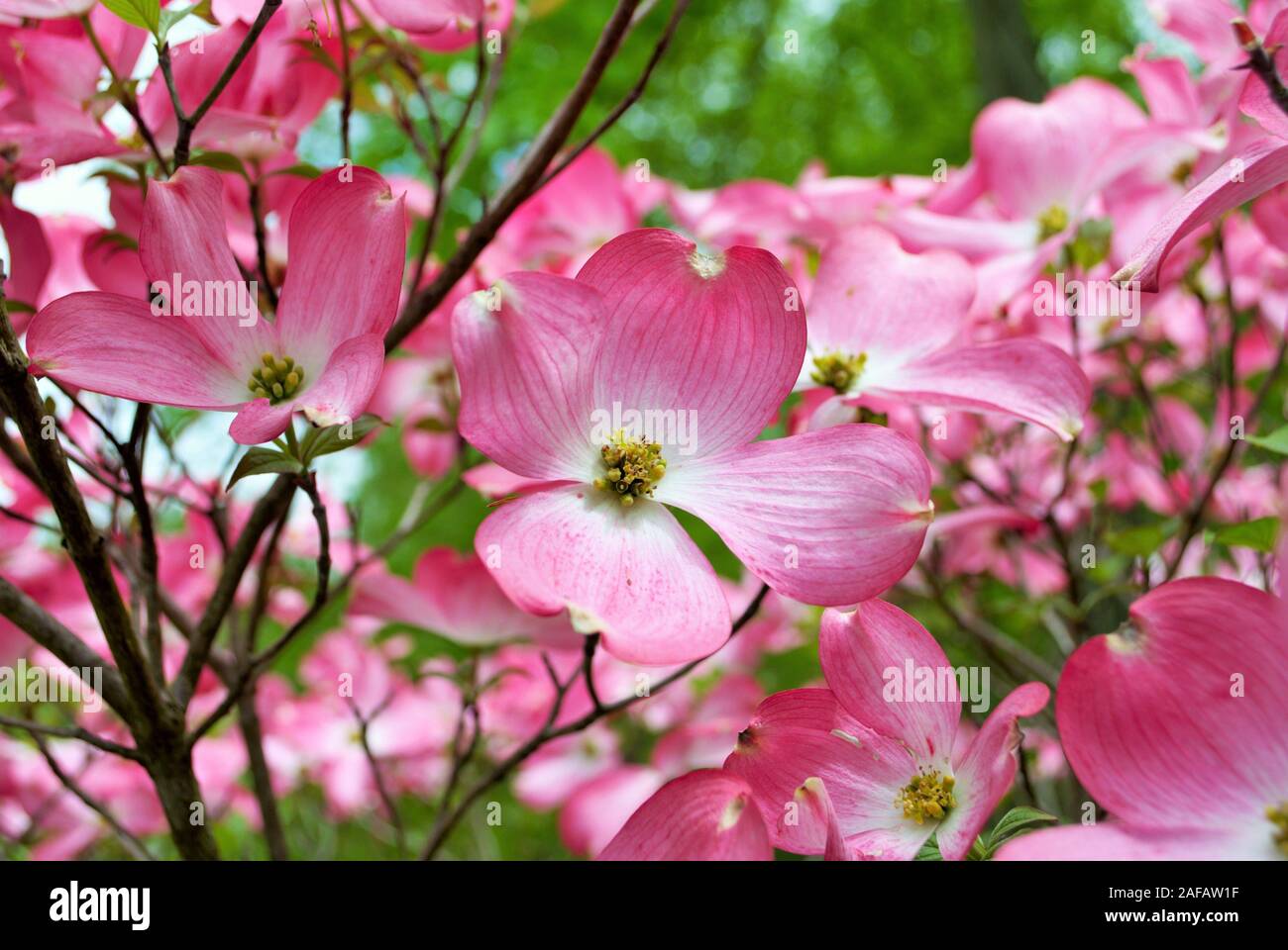 Pink Cornus florida rubra tree also known as pink flowering dogwood ...