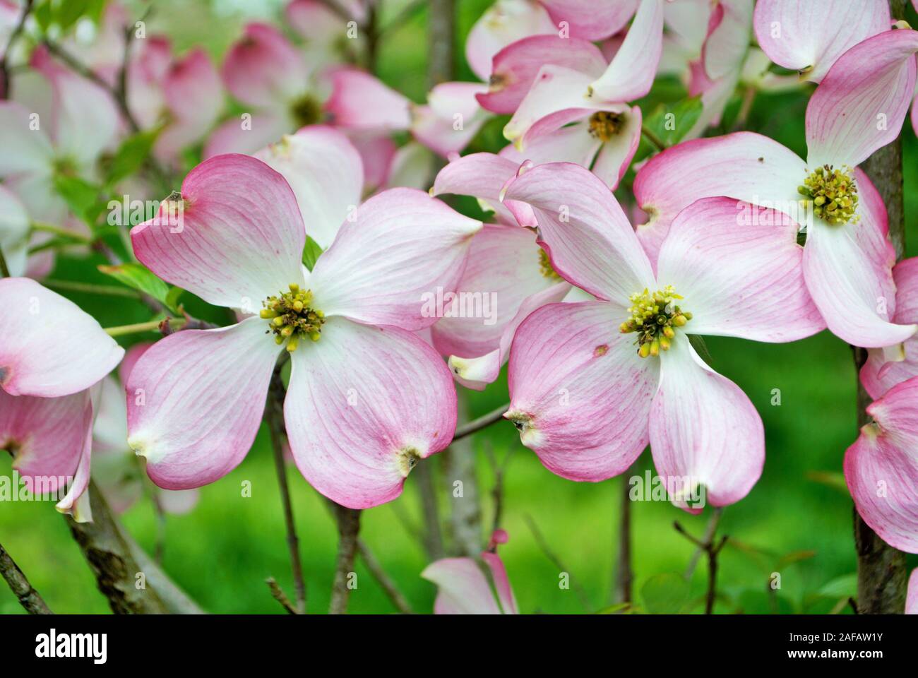 Pink Cornus florida rubra tree also known as pink flowering dogwood ...