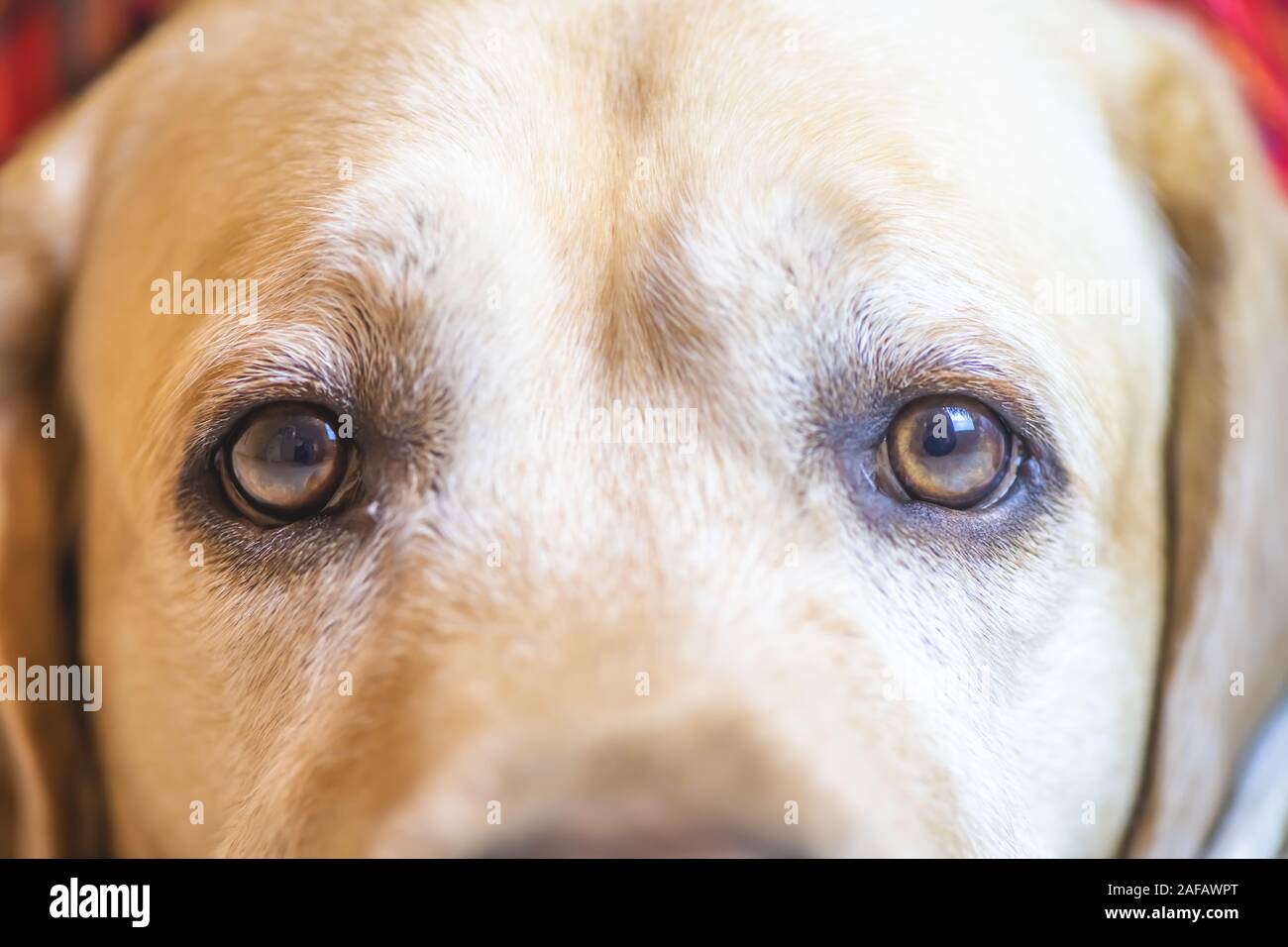 yellow Labrador eye closeup. loyalty, friendship horisontal Stock Photo ...