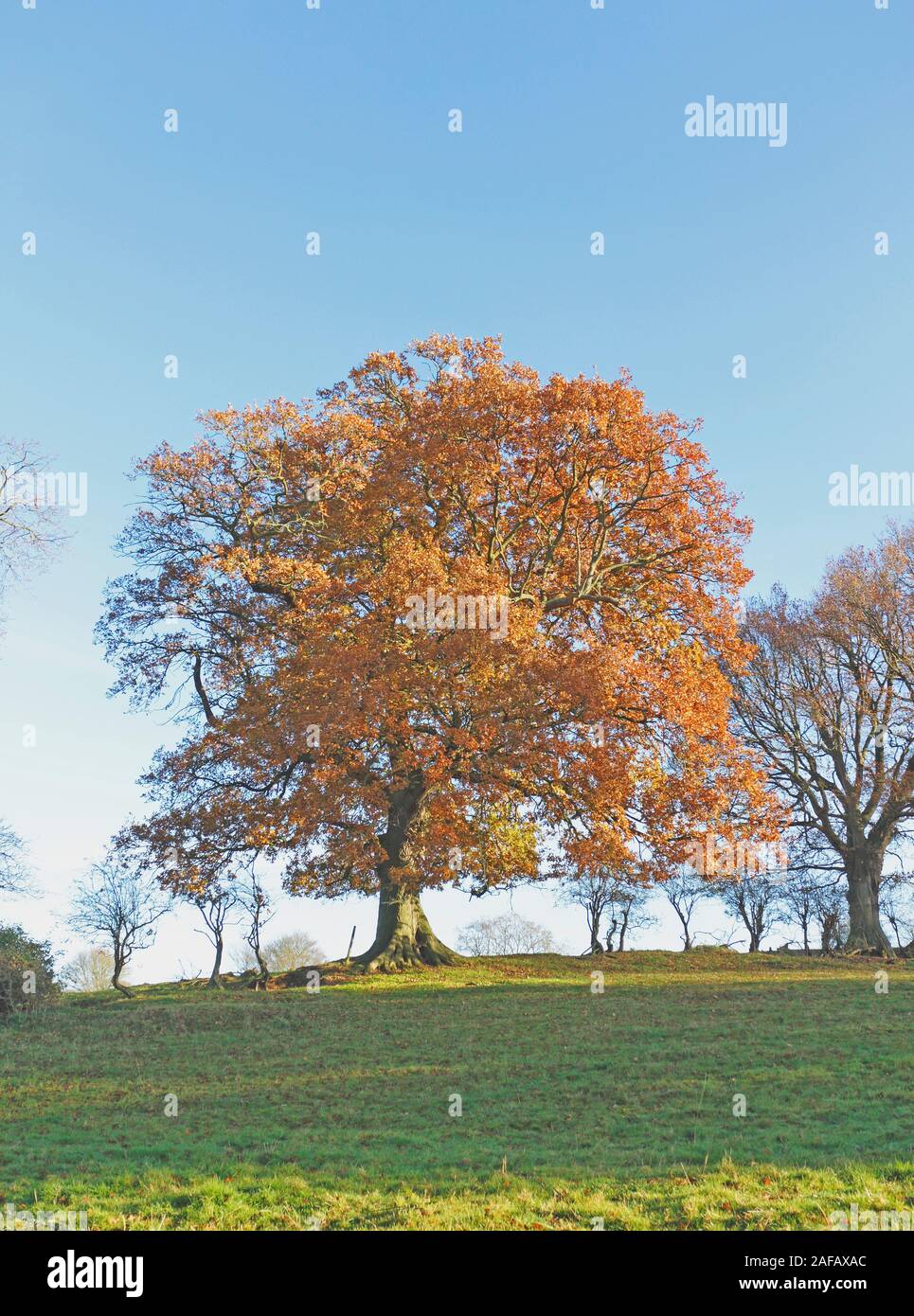 A view of an English Oak, Quercus robur, with late autumn foliage in ...