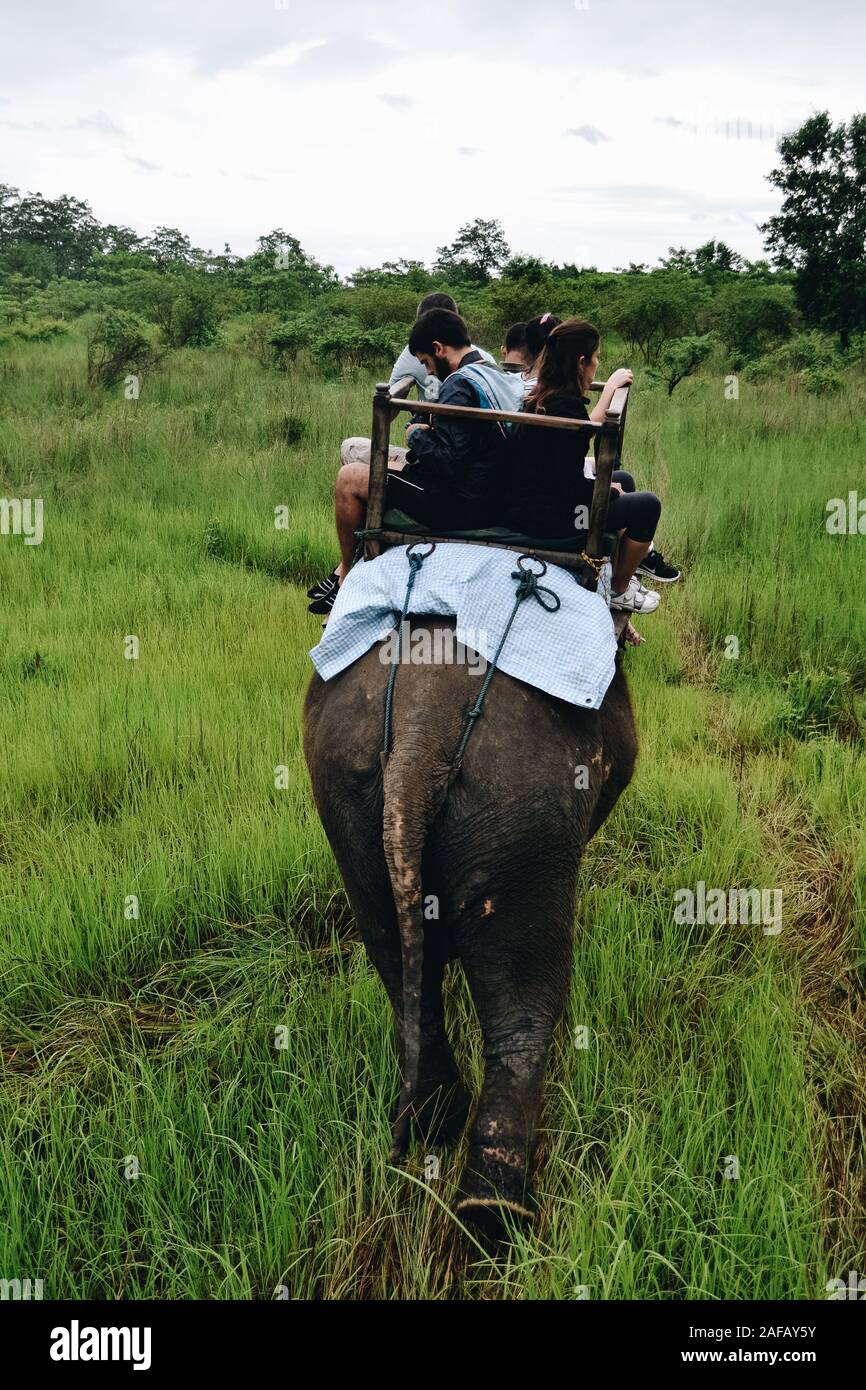 Dense jungle elephant hi-res stock photography and images - Alamy