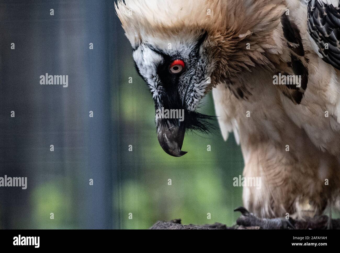 Berlin, Germany. 14th Dec, 2019. A bearded vulture stands in his ...