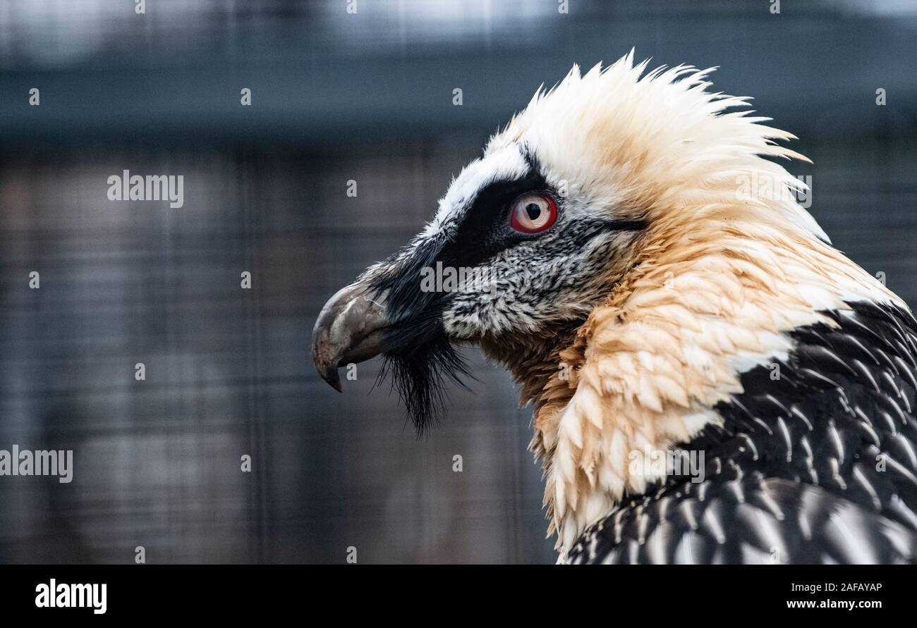 Berlin, Germany. 14th Dec, 2019. A bearded vulture observes the ...