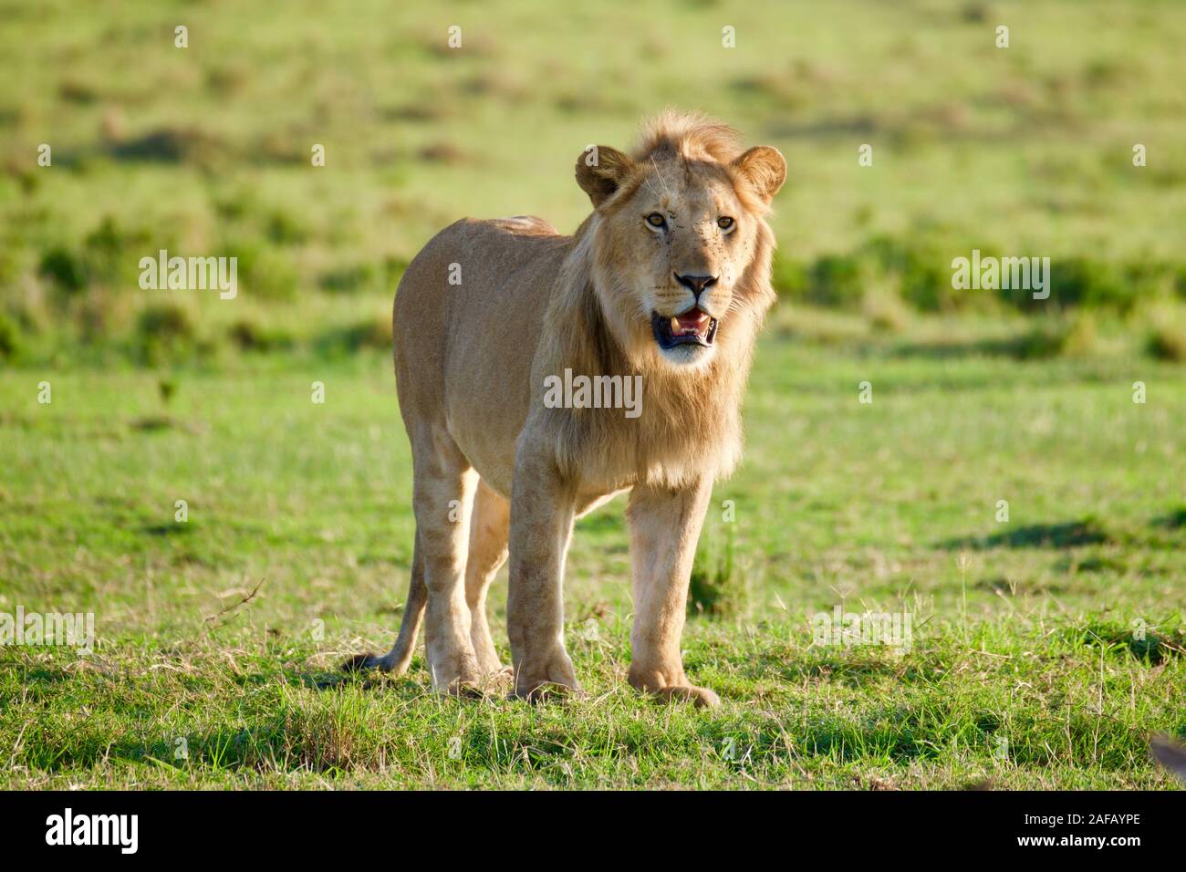 Lions of maasai mara hi-res stock photography and images - Alamy