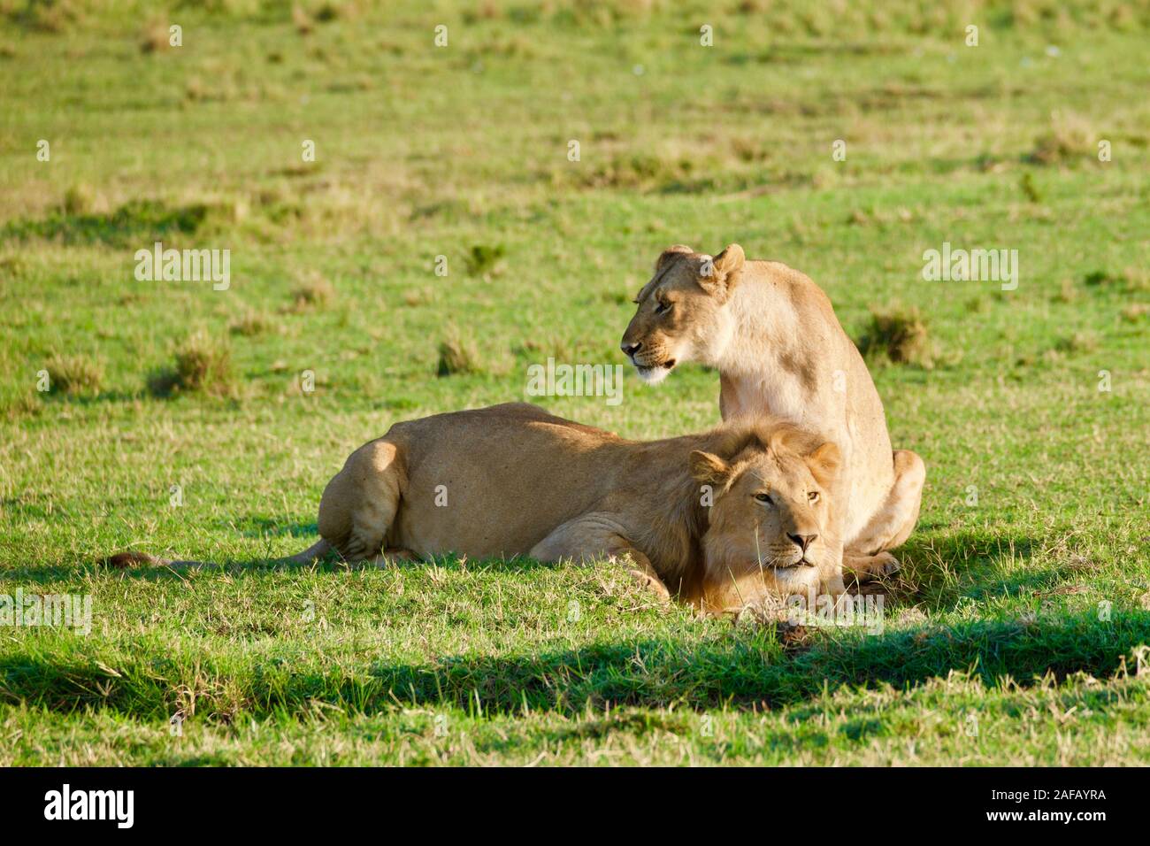 Lions of maasai mara hi-res stock photography and images - Alamy