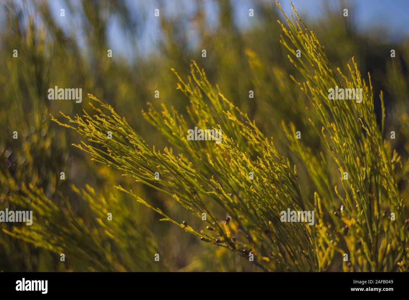 Perth nature hi-res stock photography and images - Alamy