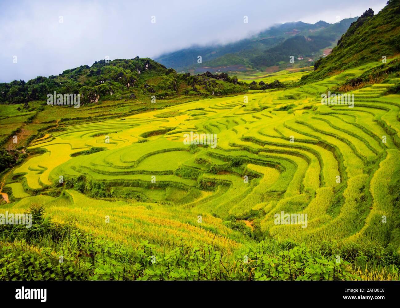 Paddy texture hi-res stock photography and images - Alamy