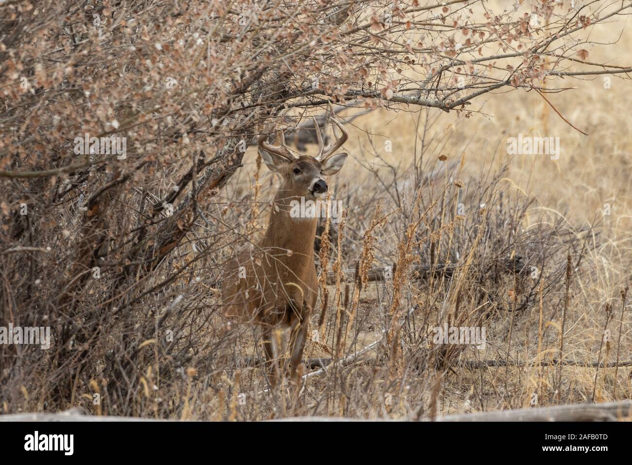 Whitetail Deer Buck in the Fall Rut Stock Photo - Alamy