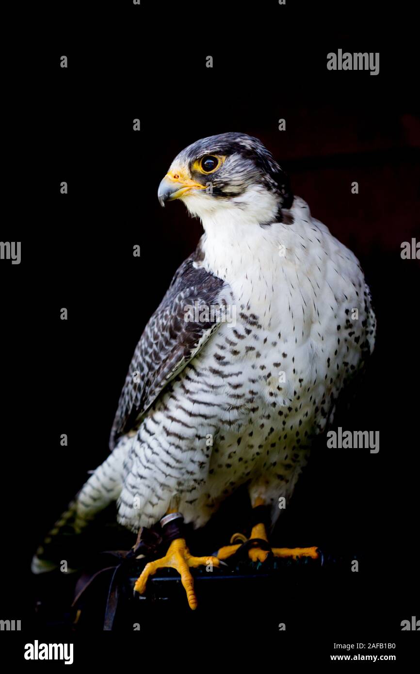 Peregrine Falcon at Kielder Birds of Prey Rescue Centre, Northumberland ...