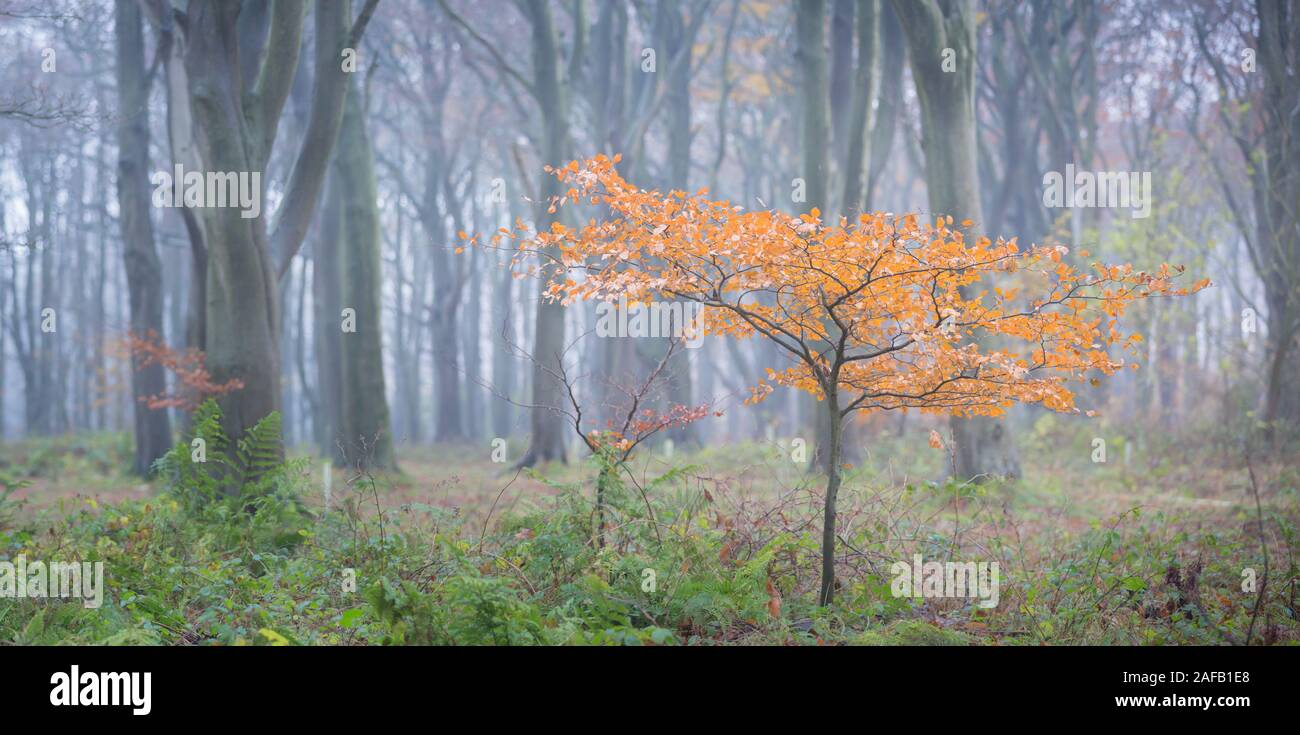 Elegant beech trees in an ancient forest in the heart of Northumberland ...