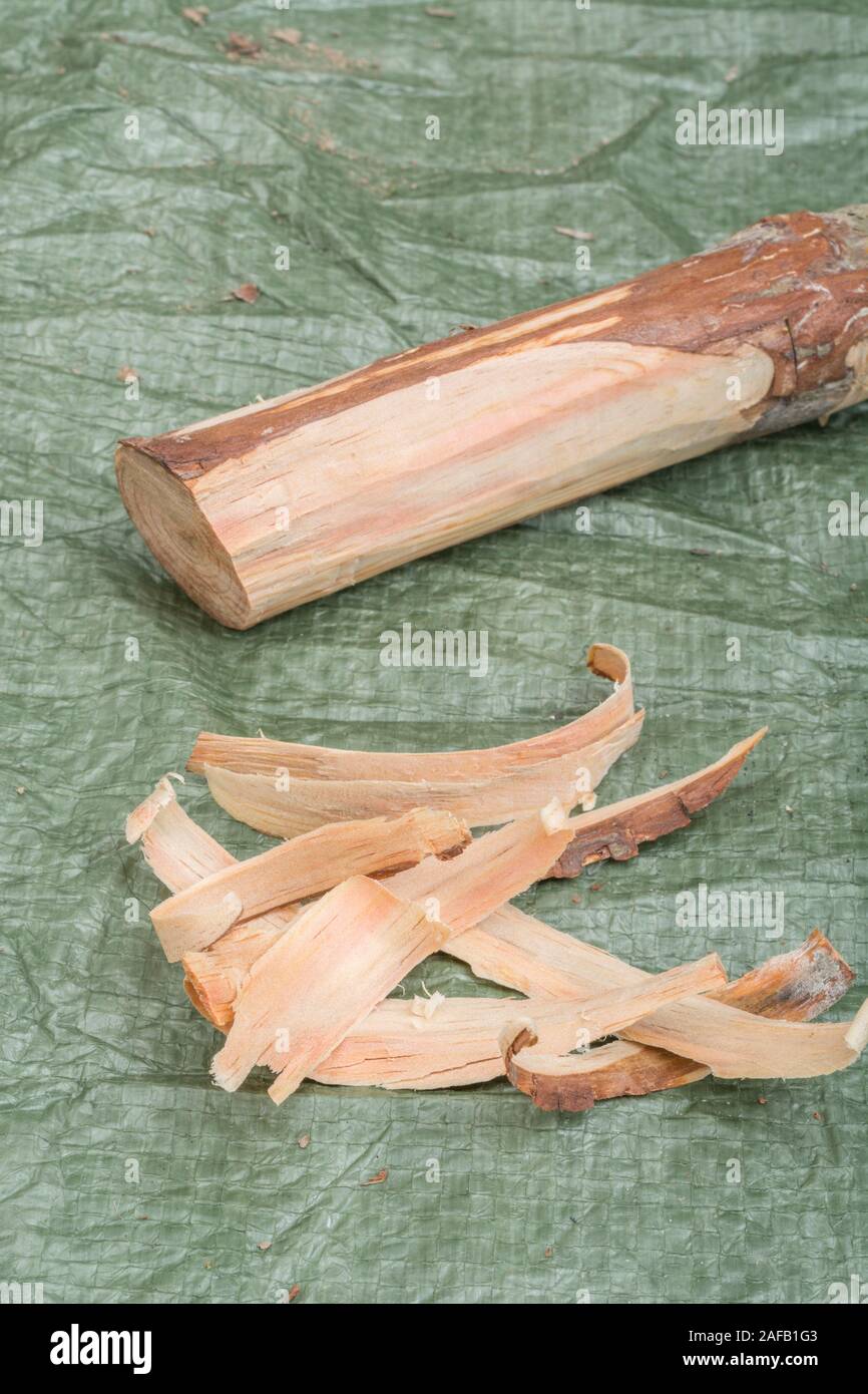 Fatwood stick & tinder from a Monteray Pine / Pinus radiata. Fatwood is ...