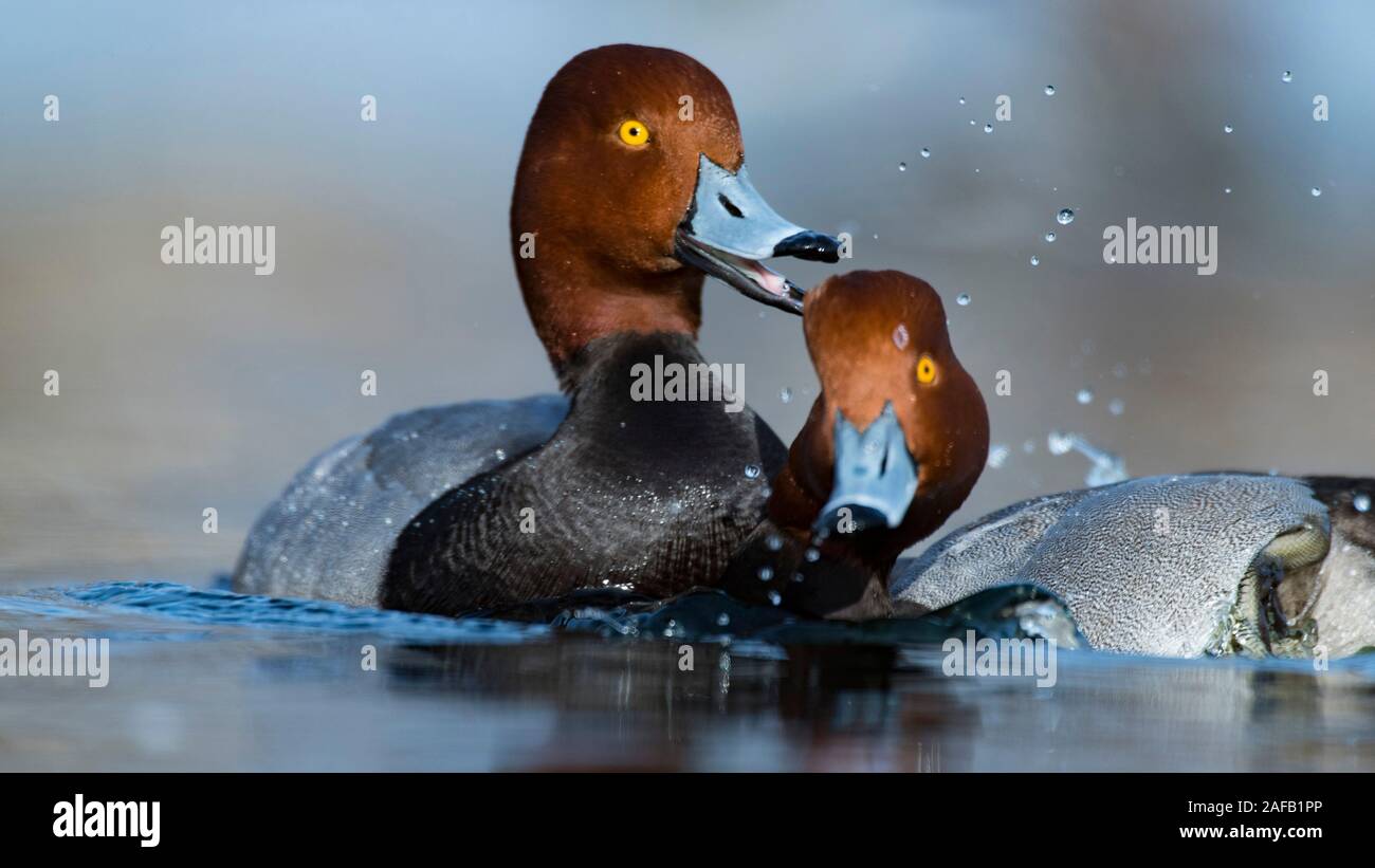 Redheaded ducks hi-res stock photography and images - Alamy