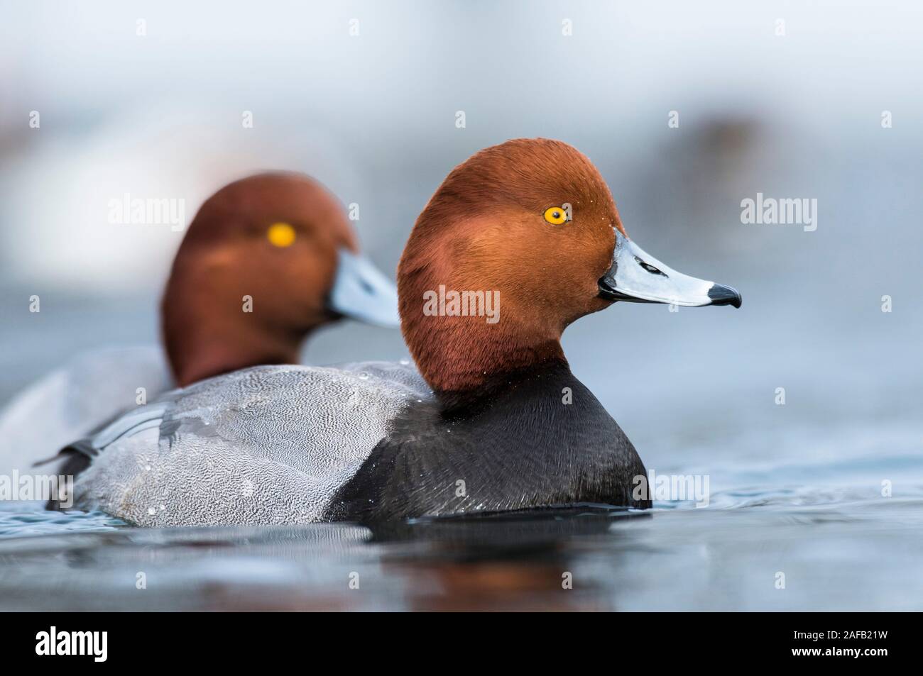 Redheaded duck hi-res stock photography and images - Alamy