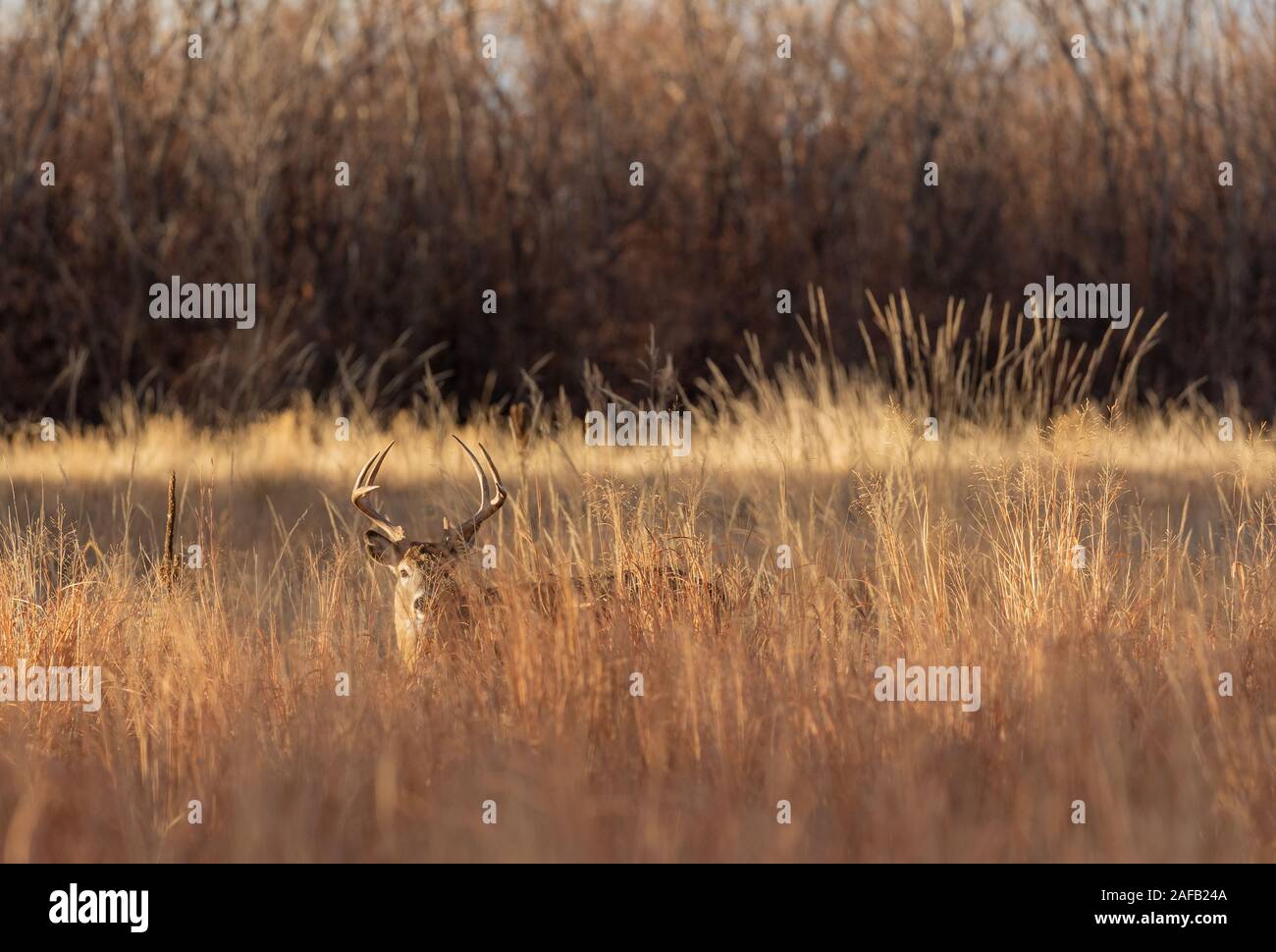 Whitetail Deer Buck in the Fall Rut Stock Photo - Alamy