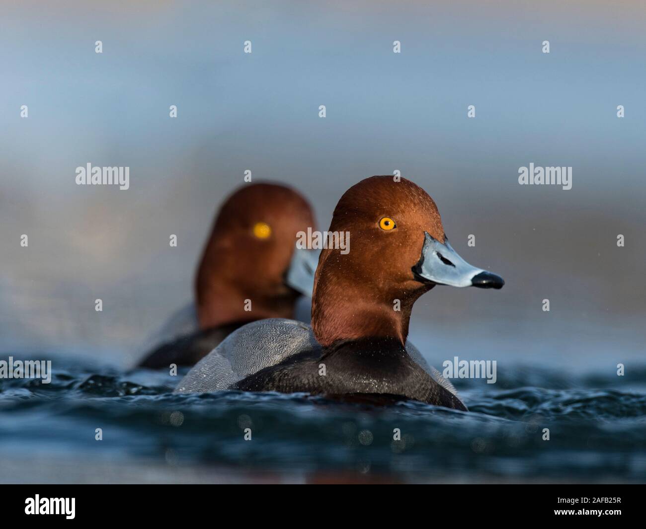 Redheaded ducks hi-res stock photography and images - Alamy