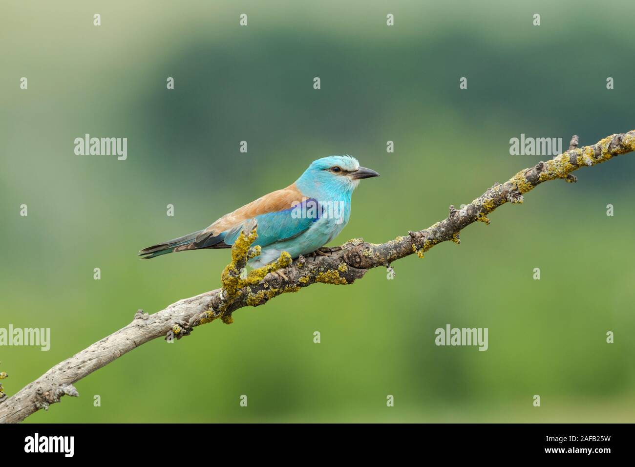 Roller bird family hi-res stock photography and images - Alamy