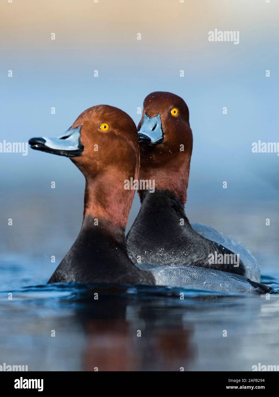 Redhead drake hi-res stock photography and images - Alamy