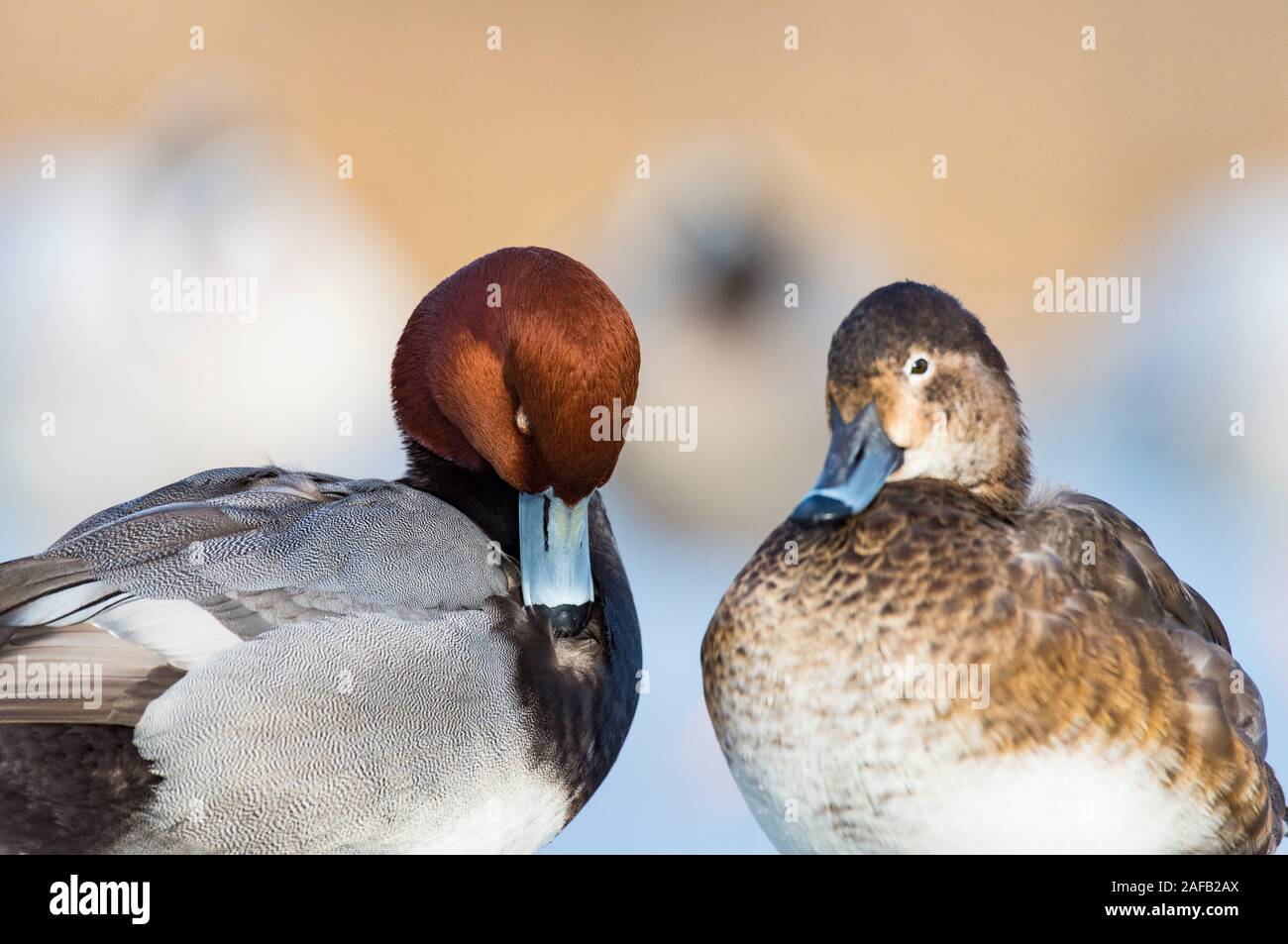 Preenning hi-res stock photography and images - Alamy