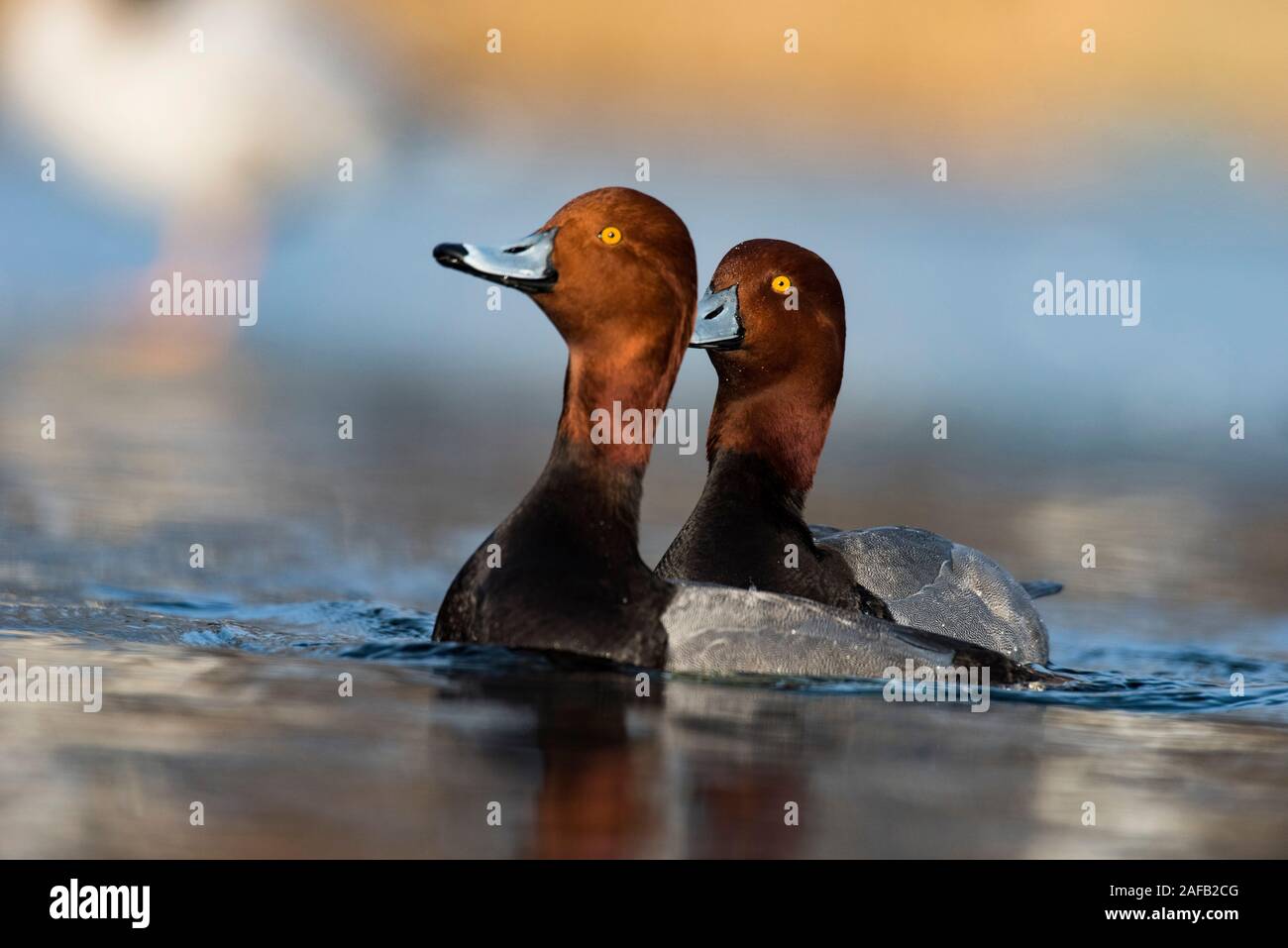 Redheaded ducks hi-res stock photography and images - Alamy