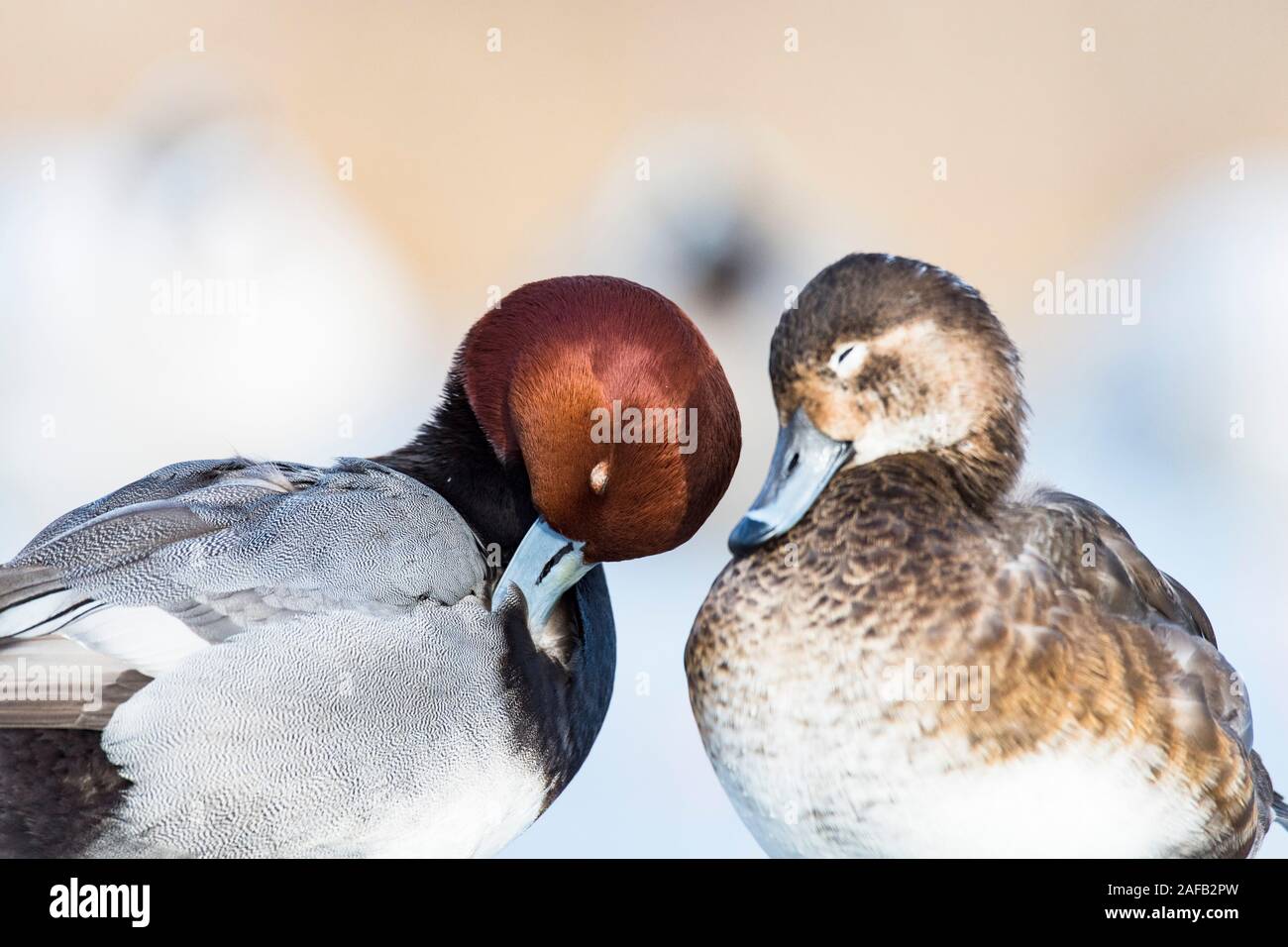 Hen redhead duck hi-res stock photography and images - Alamy