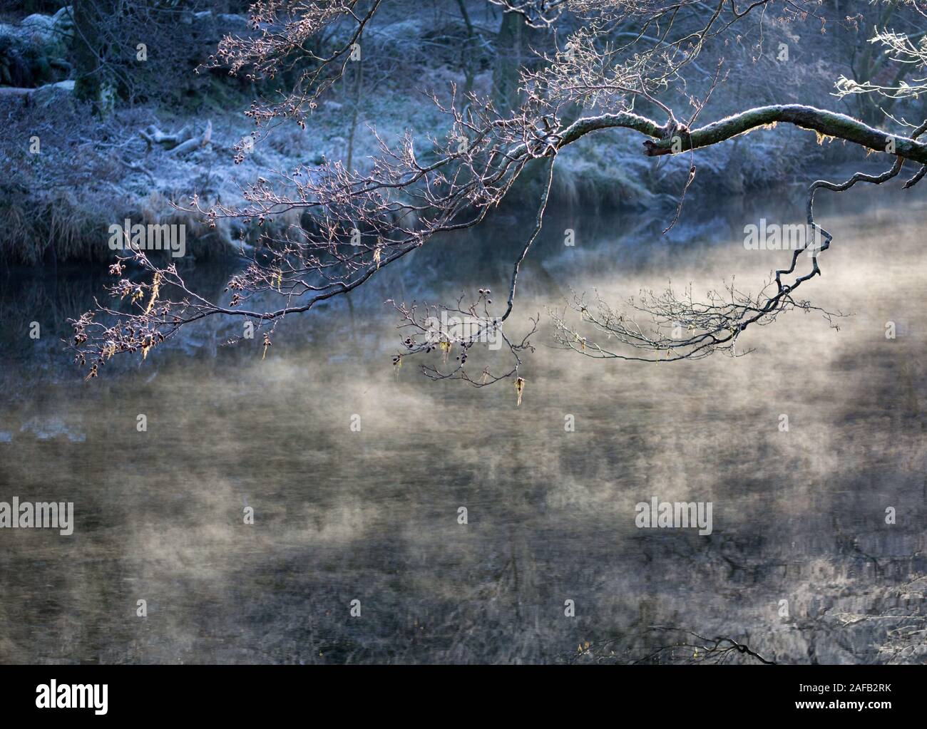 Mist rising on the River Derwent with hoar frost on the trees on a ...