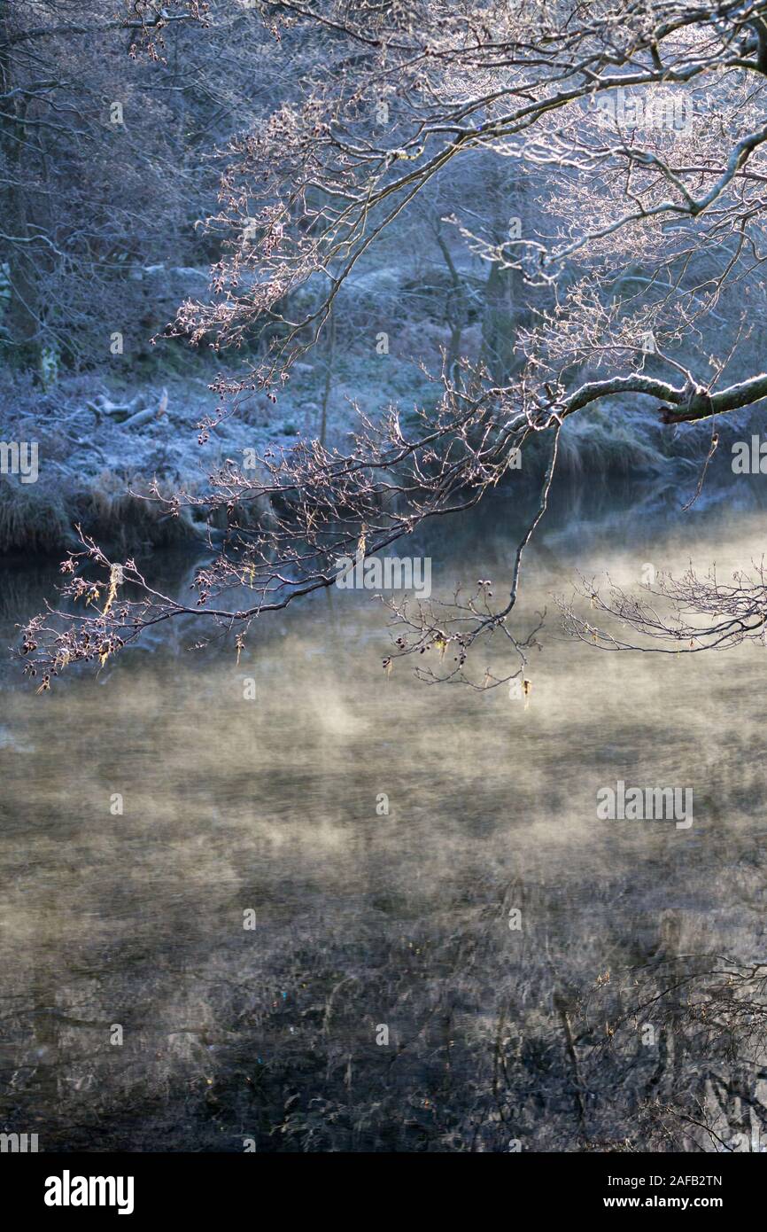 Mist rising on the River Derwent with hoar frost on the trees on a ...