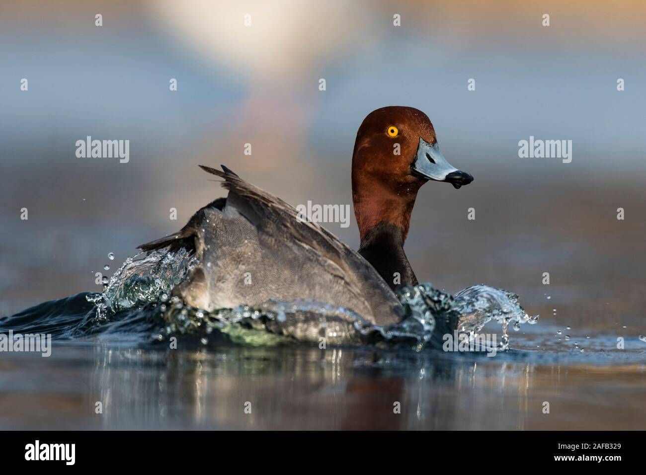 Redheaded ducks hi-res stock photography and images - Alamy