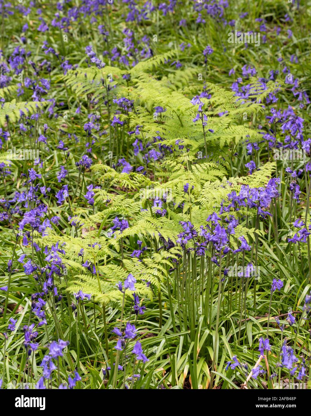 Bluebell flowers ferns hi-res stock photography and images - Alamy