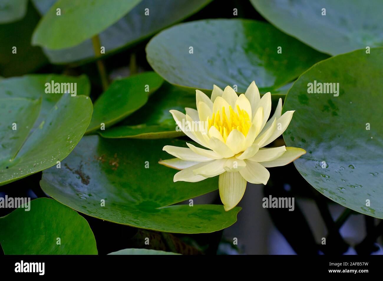 Lotusblume - Nymphaea mexicana Stock Photo - Alamy