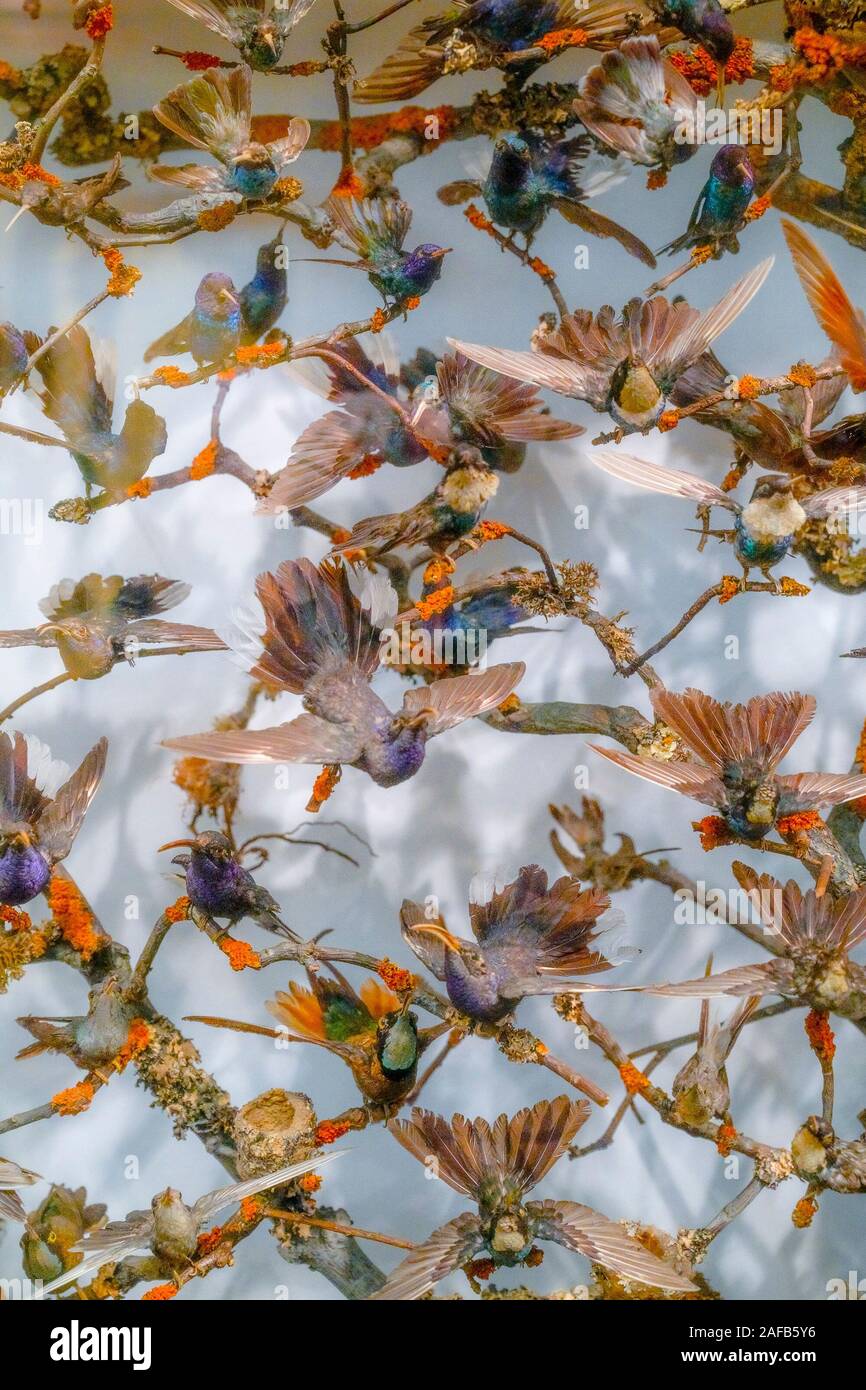 Hummingbird display installation, Natural History Museum, London ...