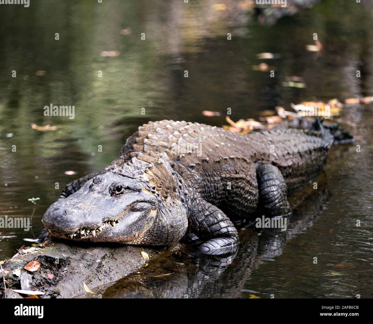 Alligator close-up profile view, resting by the water on a log exposing ...