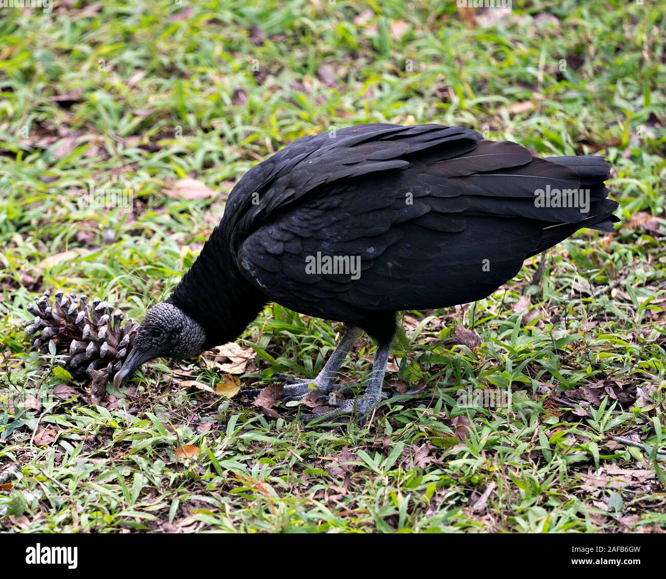 Black plumage and head hi-res stock photography and images - Alamy