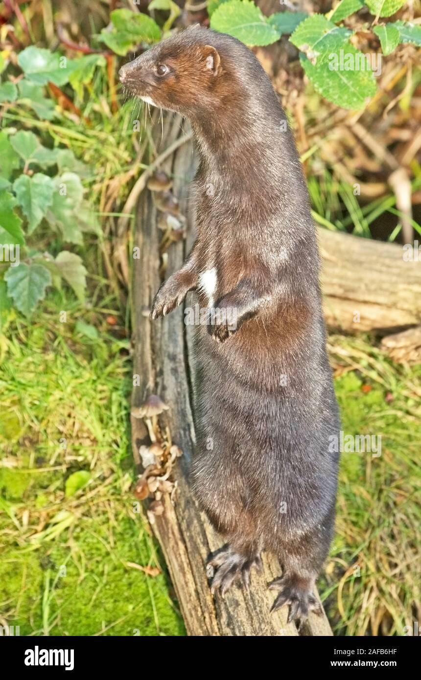 American Mink Mustela Vison High Resolution Stock Photography and ...