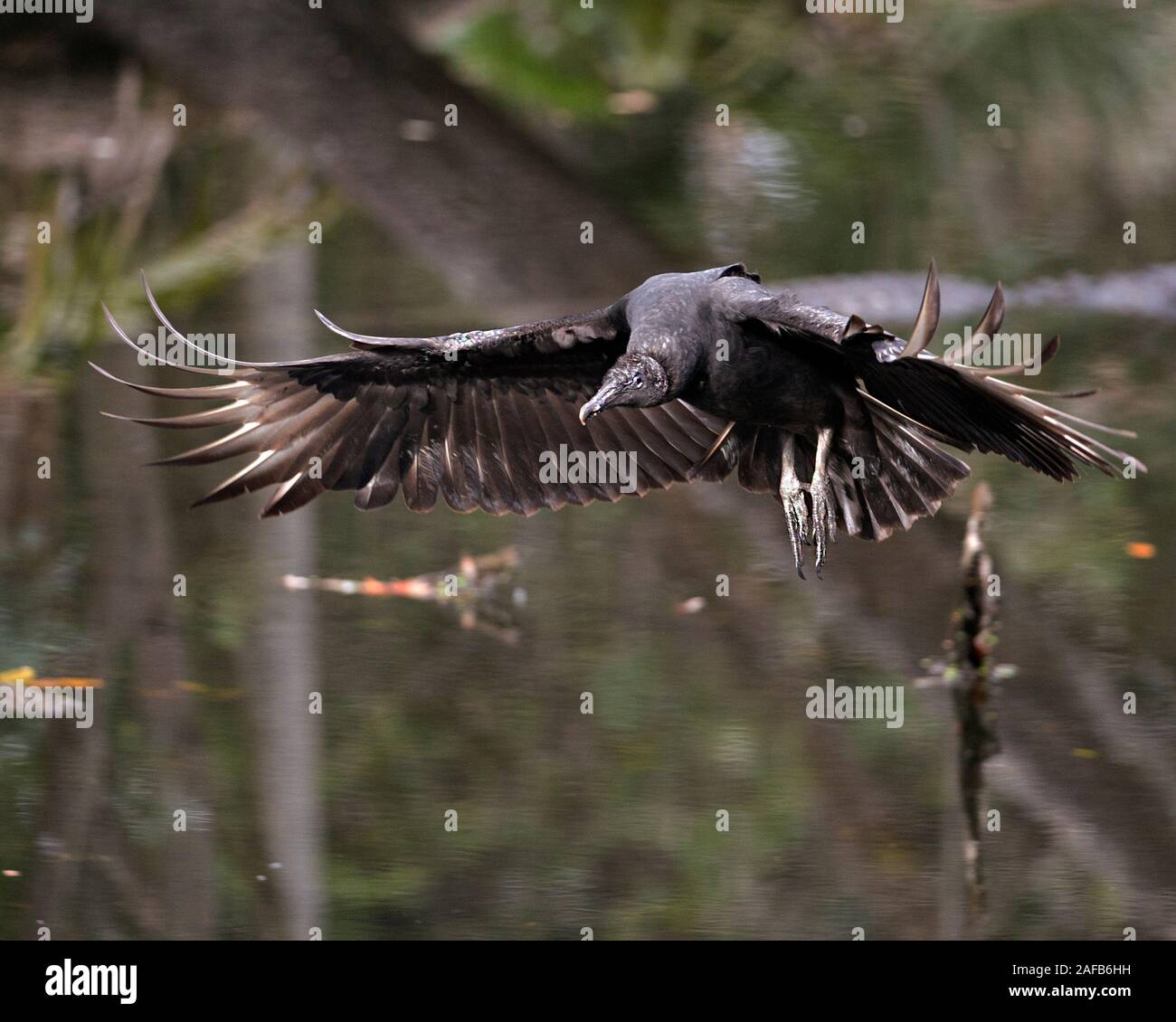 Black Vulture bird flying with bokeh background displaying its spreaded ...