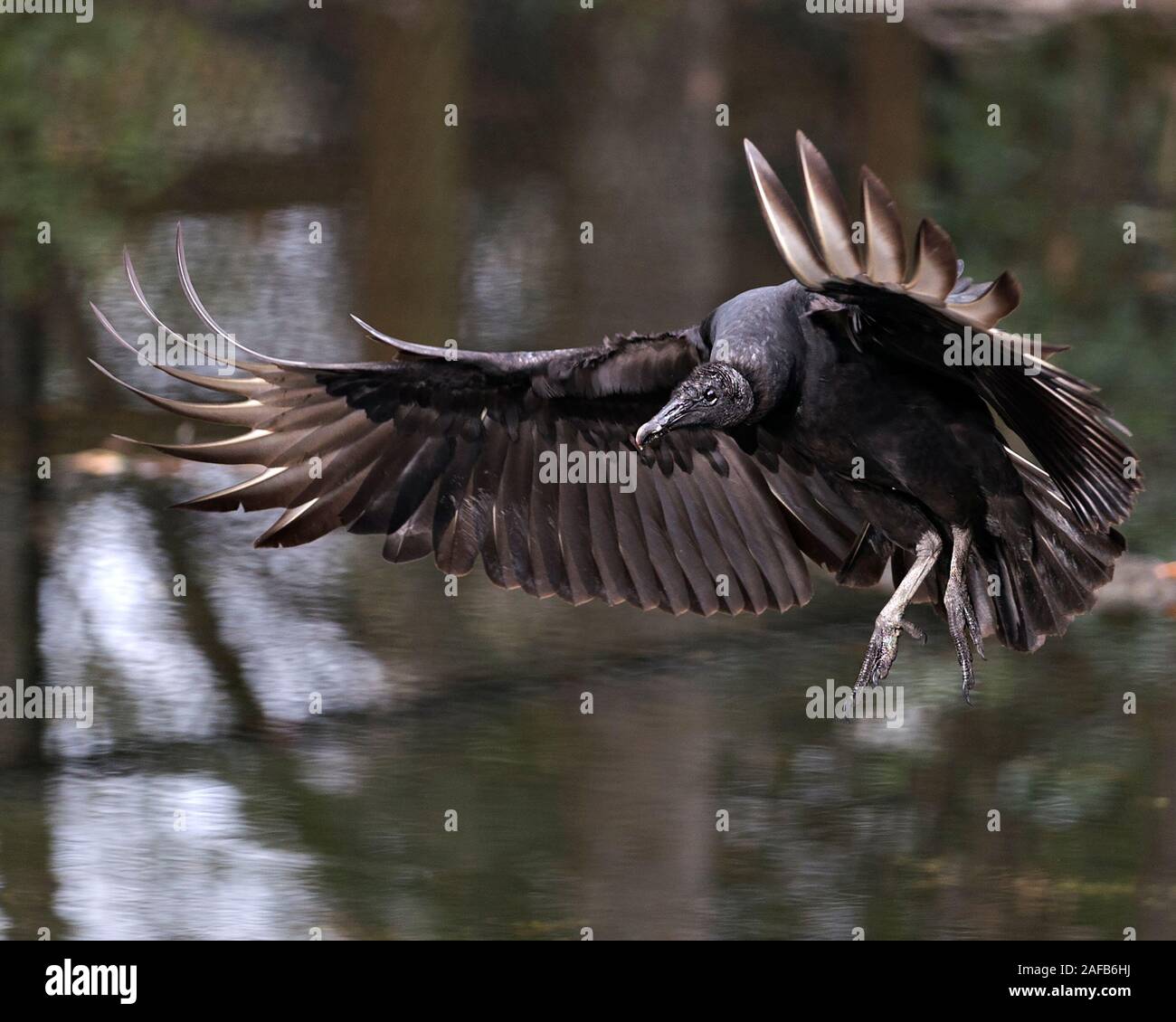Black Vulture bird flying with bokeh background displaying its spreaded ...